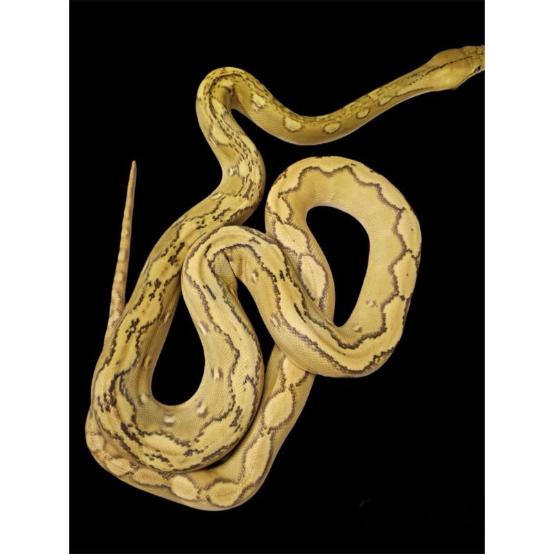 ORANGE GLOW PHANTOM SUNFIRE - Reptiles for Sale, Shows, and Expos