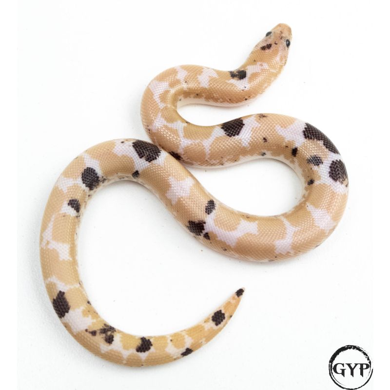 Snow Paradox Kenyan Sand Boa - Reptiles for Sale, Shows, and Expos
