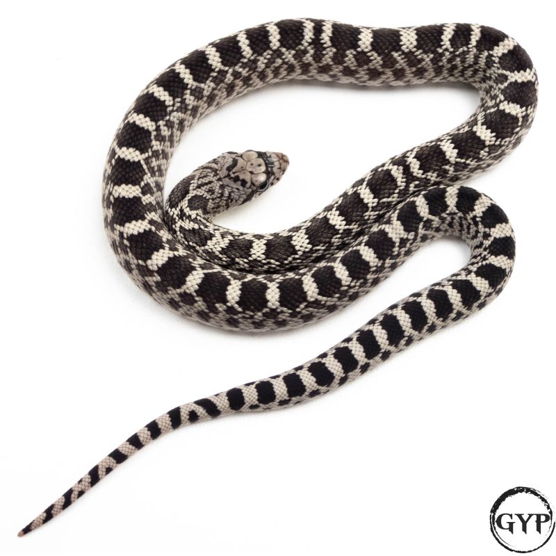 Miami Axanthic Bullsnake - Reptiles for Sale, Shows, and Expos