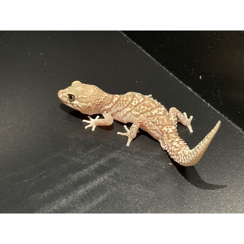 Male Caramel Albino Pictus Gecko (Panther Gecko) - Reptiles for Sale ...