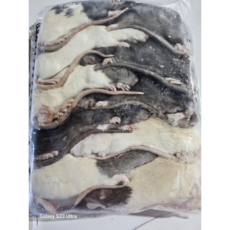 Medium PLUS Rats - Reptiles for Sale, Shows, and Expos