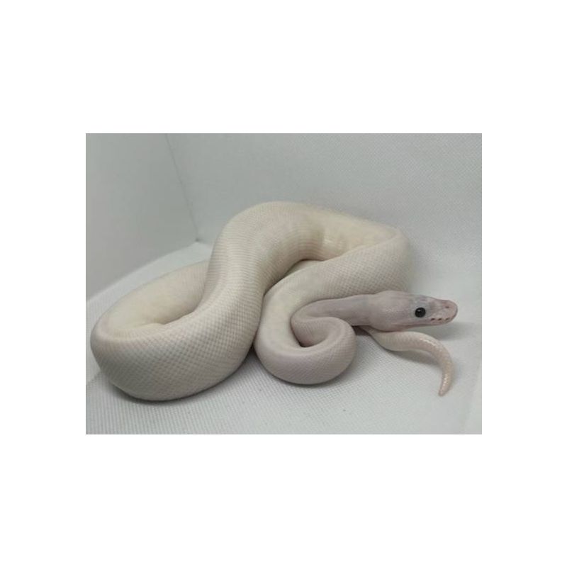 Super Fire Ball Python - Educational Reptile Events, Shows, and Expos