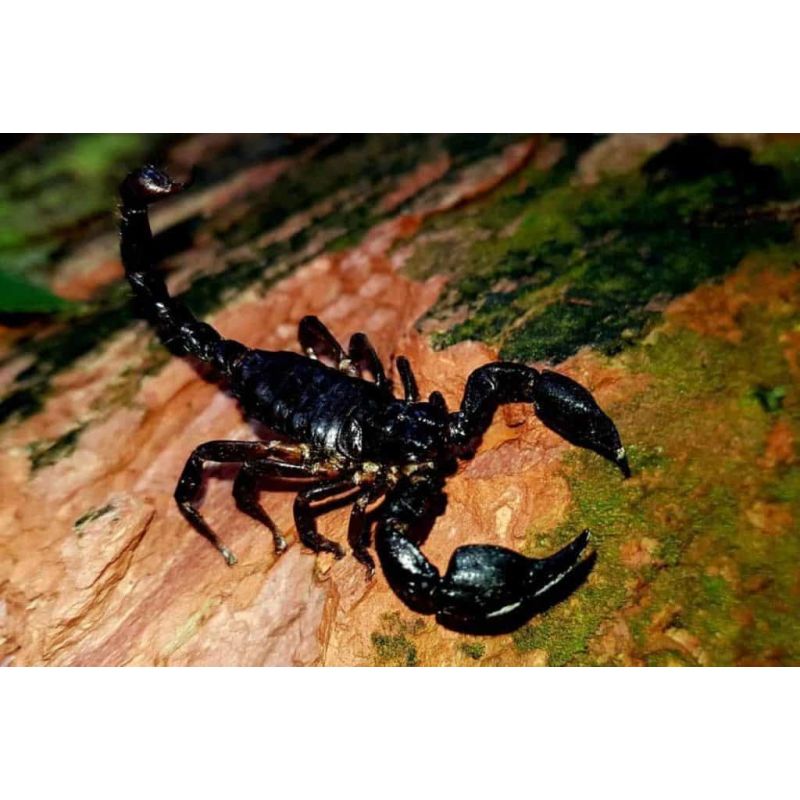 Heterometrus Longimanus Heterometrus Longimanus | Curled Up In My Hand