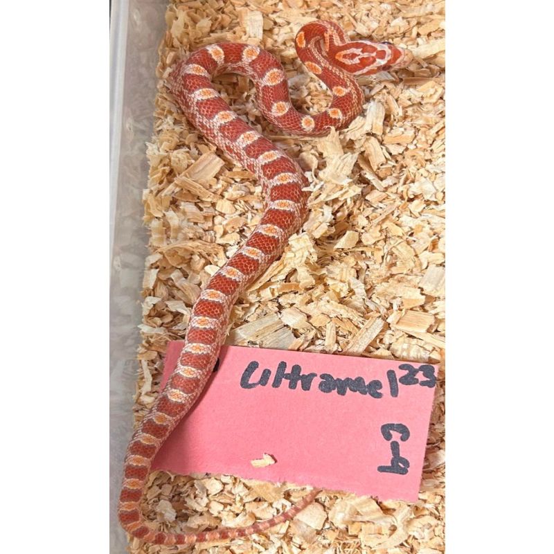 Ultra Mel - Reptiles for Sale, Shows, and Expos