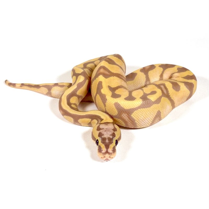 Pastel Banana SN Enchi Fader Het Clown Ball Python - Reptiles for Sale ...