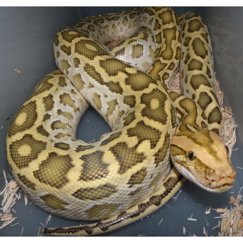 Hypo Burmese Het Green Het Granite - Reptiles for Sale, Shows, and Expos