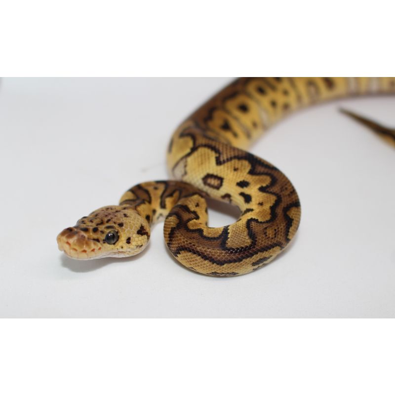 Male- Pastel Yellow Belly Clown - Reptiles for Sale, Shows, and Expos