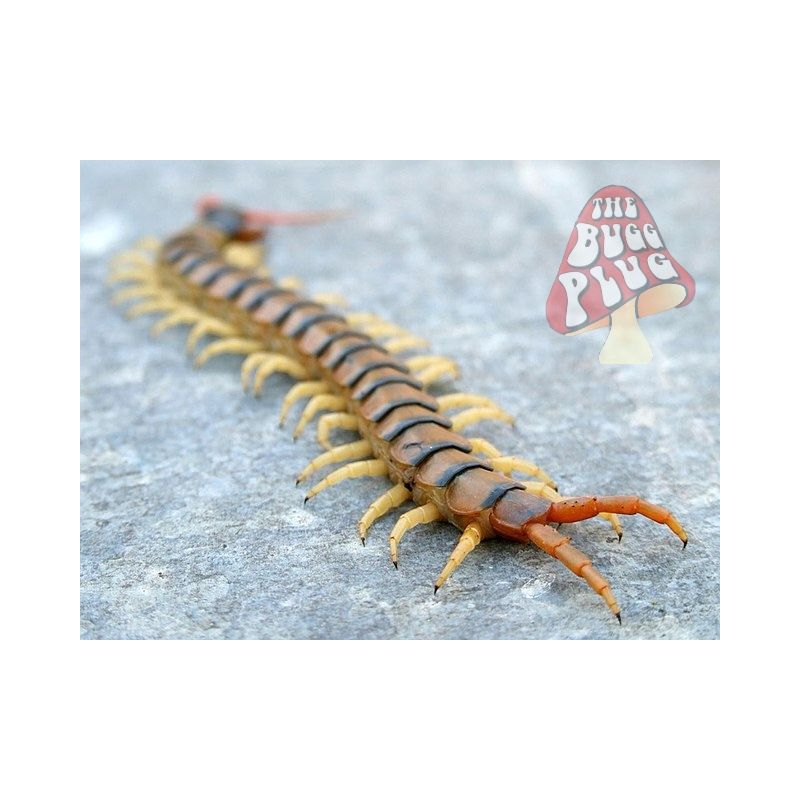 Scolopendra cingulata - Egyptian Rainbow Centipede - Reptiles for Sale ...