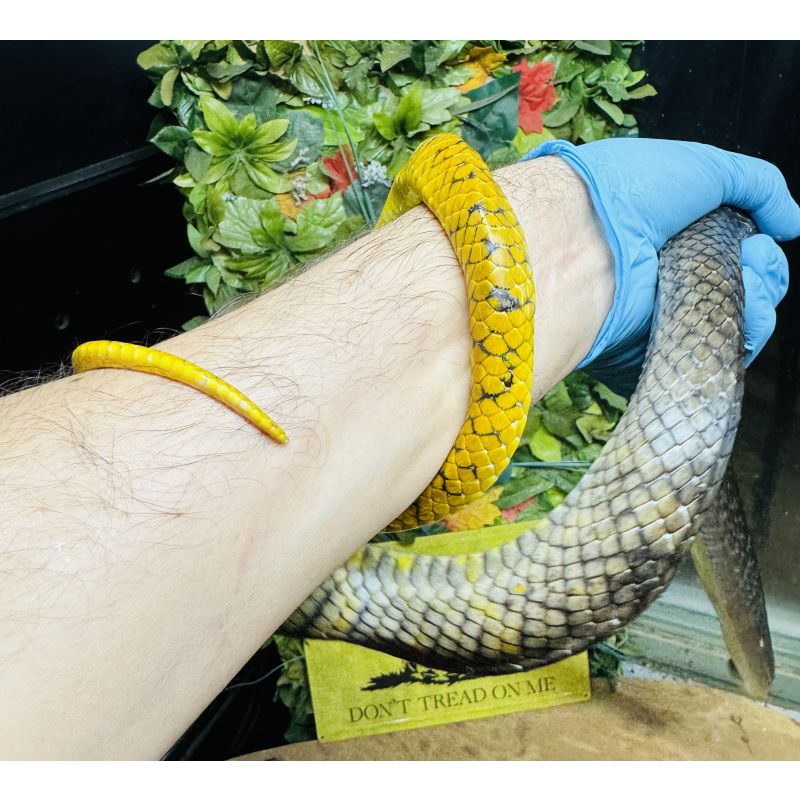 Yellow Tail Cribo - Reptiles for Sale, Shows, and Expos