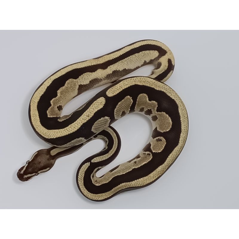 LEOPARD YB FIRE (MALE) - Reptiles for Sale, Shows, and Expos