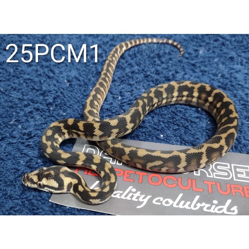 Papuan Carpet Python - Reptiles for Sale, Shows, and Expos