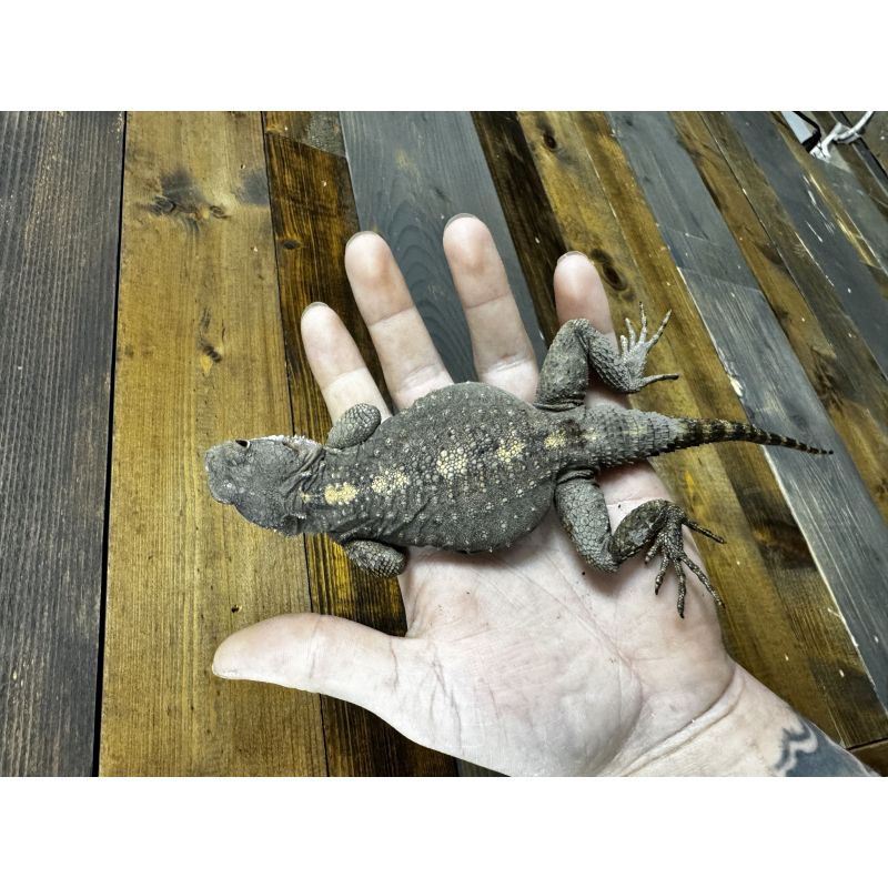 Melanistic Clown Agama - Reptiles for Sale, Shows, and Expos