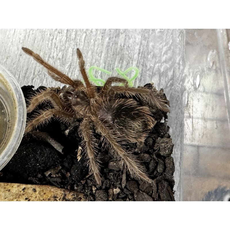 Amazon blue bloom - Reptiles for Sale, Shows, and Expos