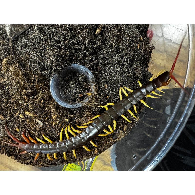 Vietnamese Yellow Leg Centipede - Reptiles for Sale, Shows, and Expos