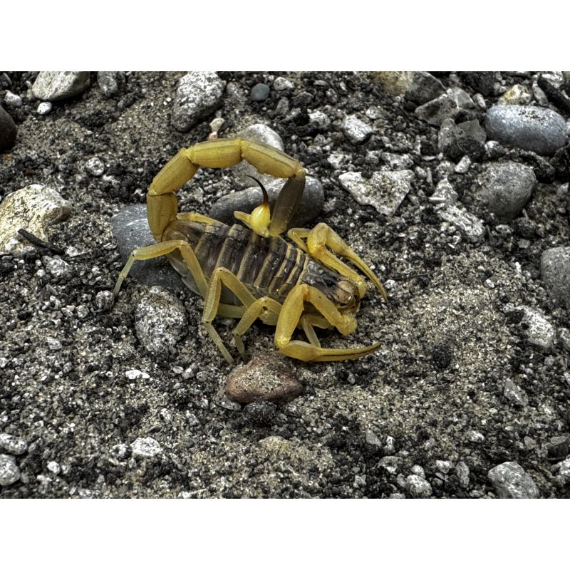 Death Stalker Scorpion - Reptiles for Sale, Shows, and Expos