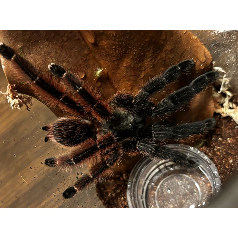 Female Darth Maul tarantula Psalmopoeus victori 5” - Reptiles for Sale ...
