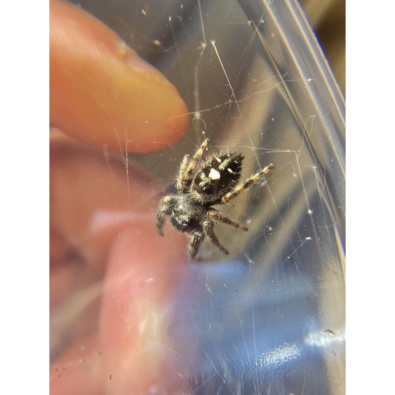 Jumping spiders - Reptiles for Sale, Shows, and Expos