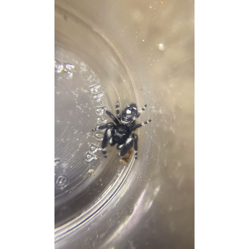 Jumping spiders - Reptiles for Sale, Shows, and Expos