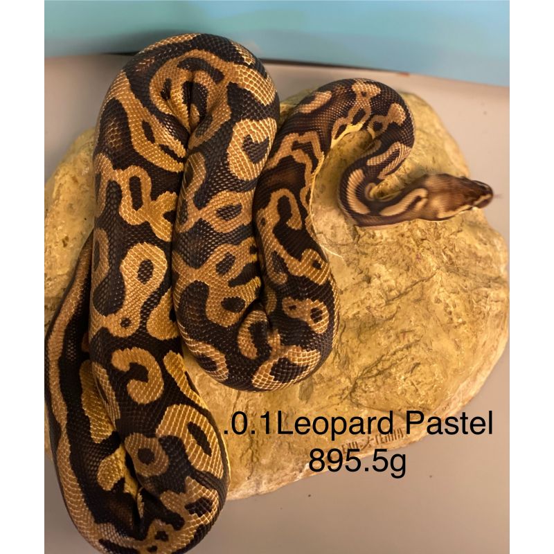 Leopard pastel - Reptiles for Sale, Shows, and Expos