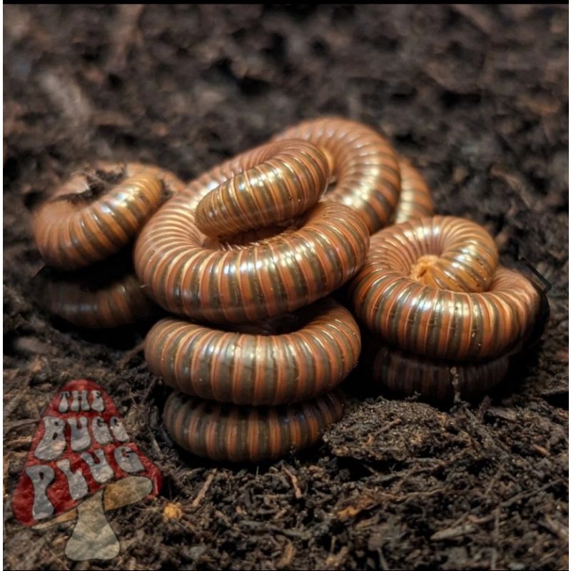 Tanzanian Millipedes ~ Spirostreptus sp. Globular - Reptiles for Sale ...