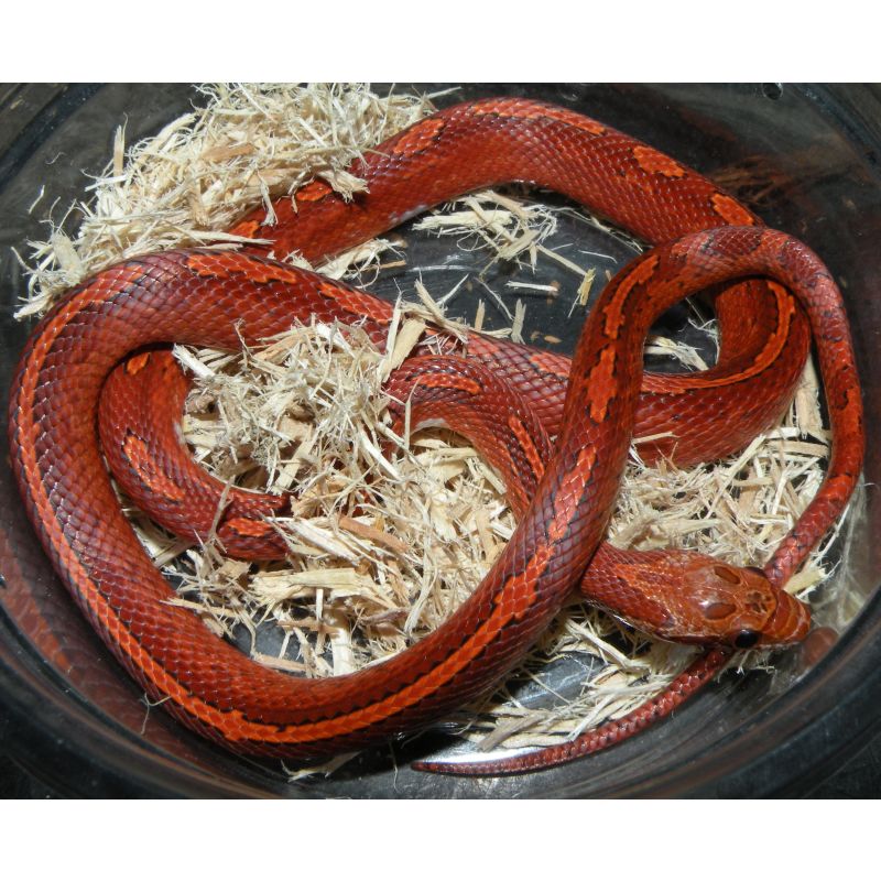 Blood Red Pied Corn Snake