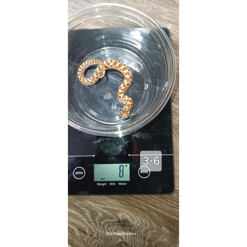 Extreme Red/ Raging Red Lineage Conda het Albino 50% het Sable pos ext ...