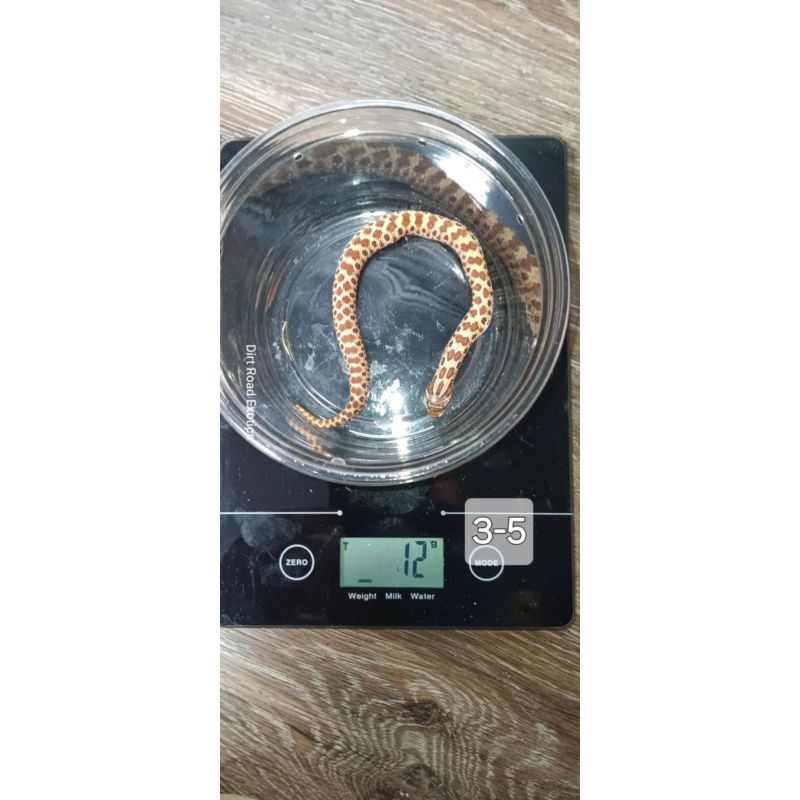Extreme Red/ Raging Red Lineage Conda het Albino 50% het Sable pos ext ...