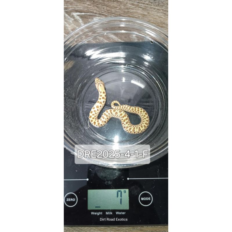 Snow Green Hypo pos jaguar - Reptiles for Sale, Shows, and Expos