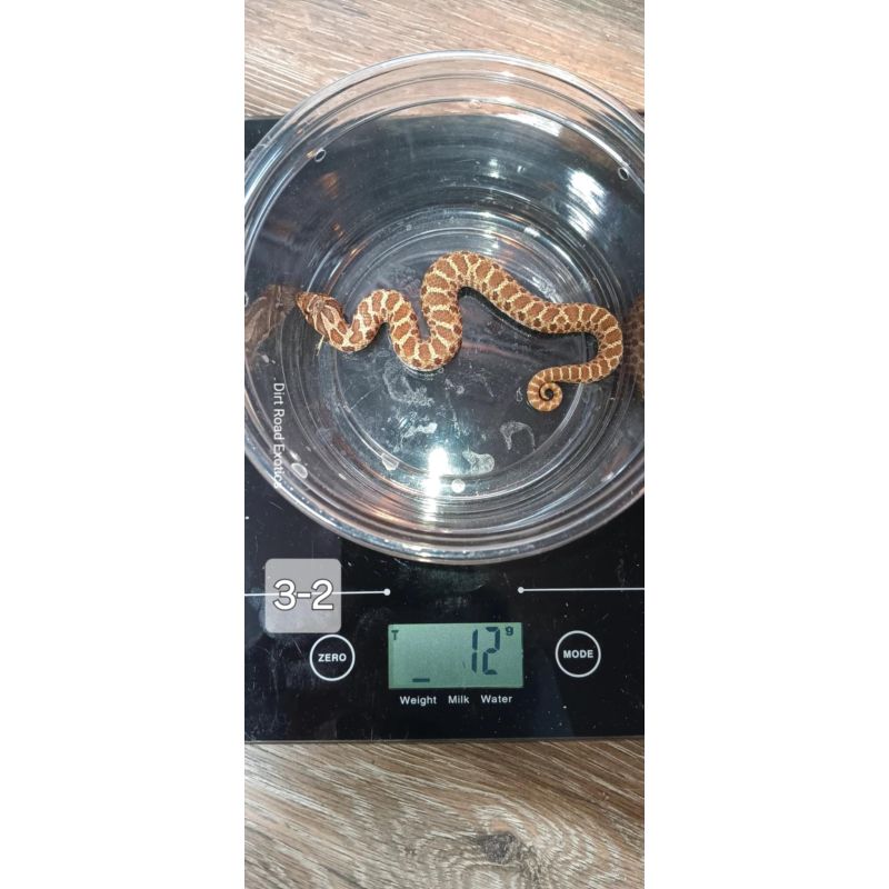Extreme Red/ Raging Red Lineage Conda het Albino 50% het Sable pos ext ...
