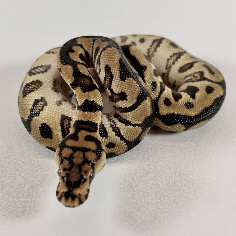 OD Spotnose Clown - Reptiles for Sale, Shows, and Expos