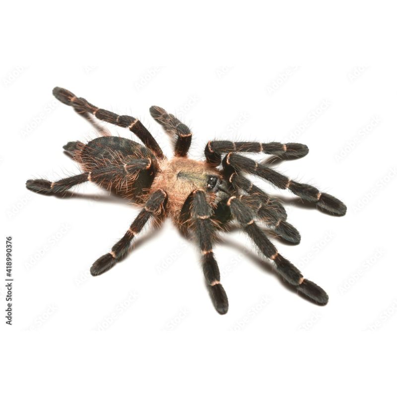 Thia Tiger Tarantula - Reptiles for Sale, Shows, and Expos