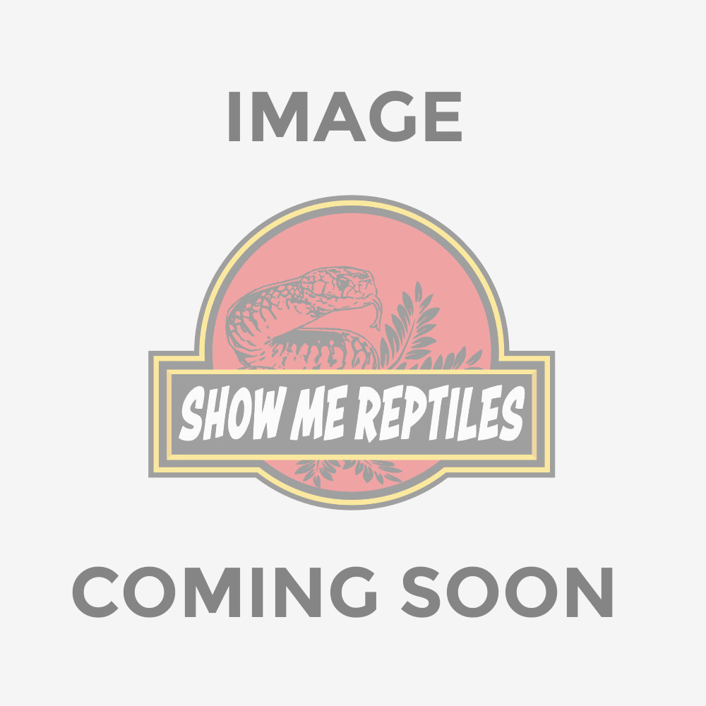 Micro squirrels ( African pygmy dormice) - Reptiles for Sale, Shows ...