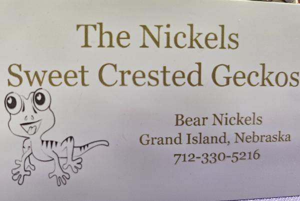 the Nickels Sweet Crested geckos - Reptiles for Sale, Shows, and Expos