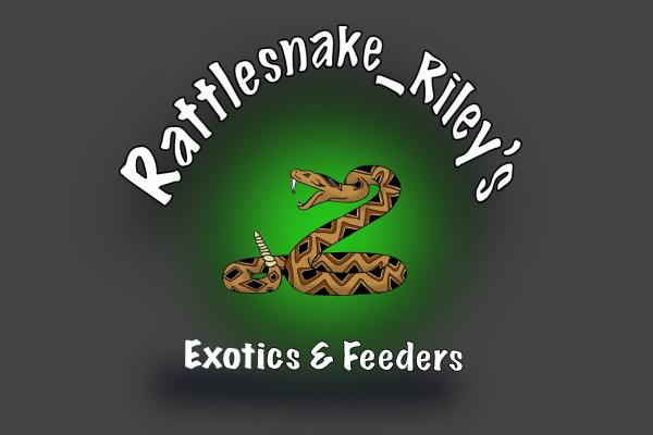 Rattlesnake_Riley's Exotics And Feeders - Reptiles for Sale, Shows, and ...