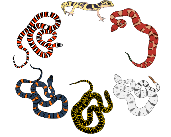 Odessa Texas Reptile Show - Reptiles for Sale, Shows, and Expos
